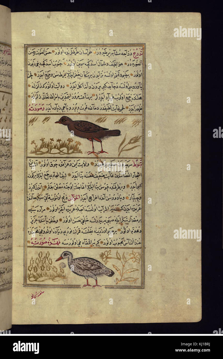Muhammad ibn Muhammad Shakir Ruzmah-'i Nathani - A Pheasant and a Bird ...