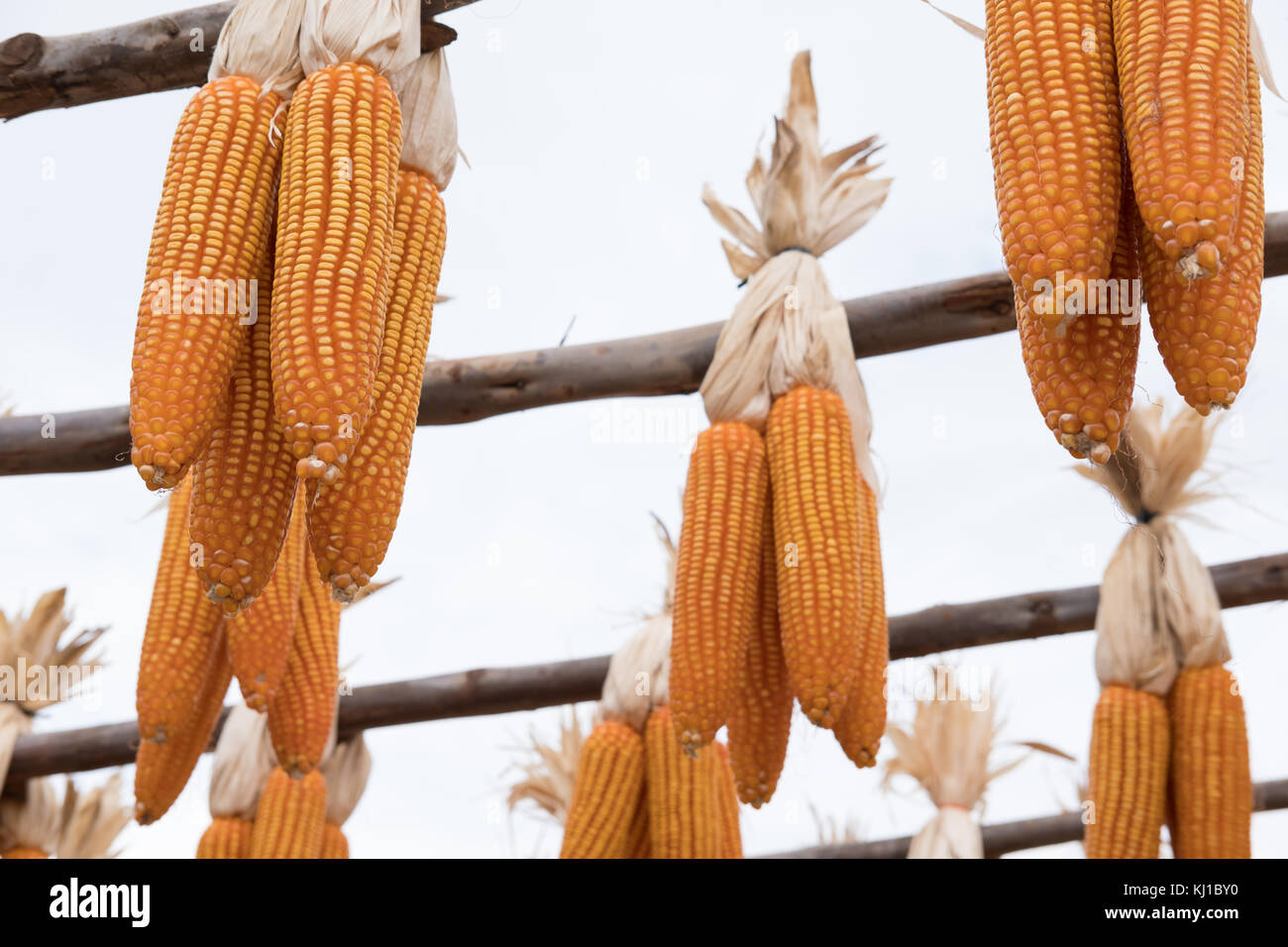 sweet yellow corn in farm. maize cob. crop in agriculture industry ...
