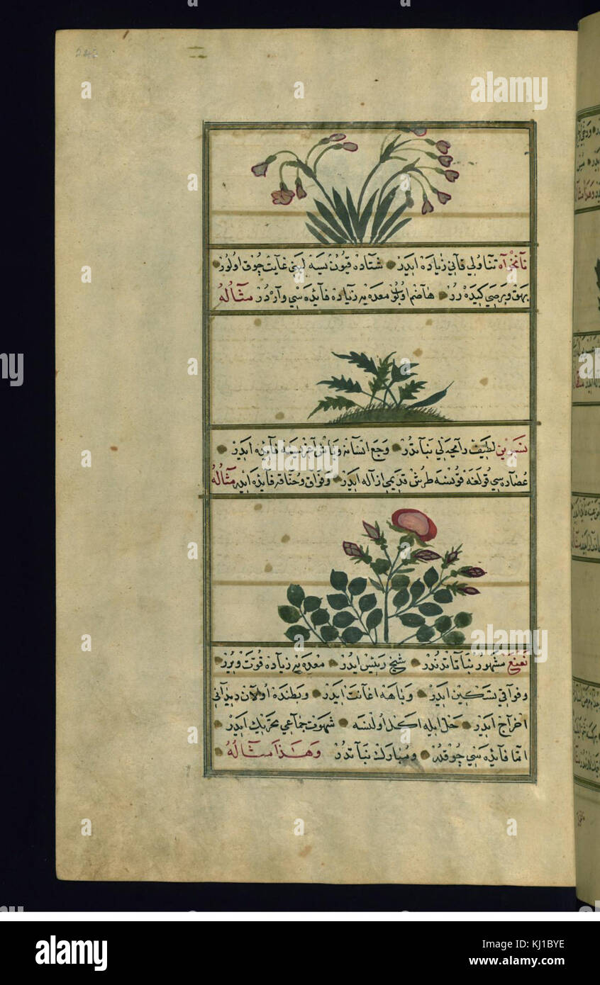 Muhammad ibn Muhammad Shakir Ruzmah-'i Nathani - Three Plants ...