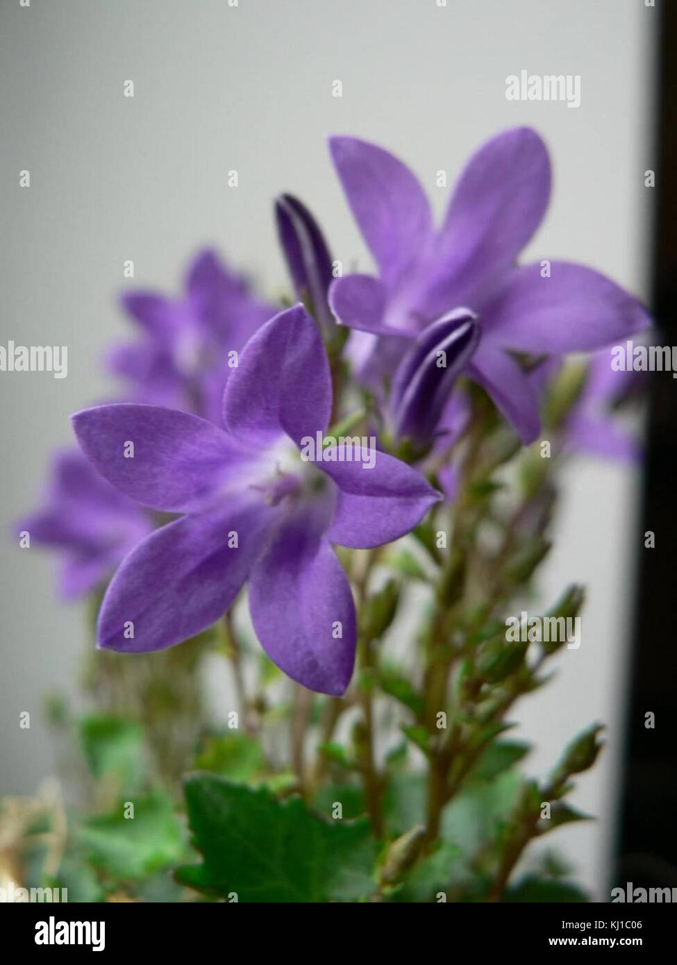 Nice purple flowers Stock Photo - Alamy