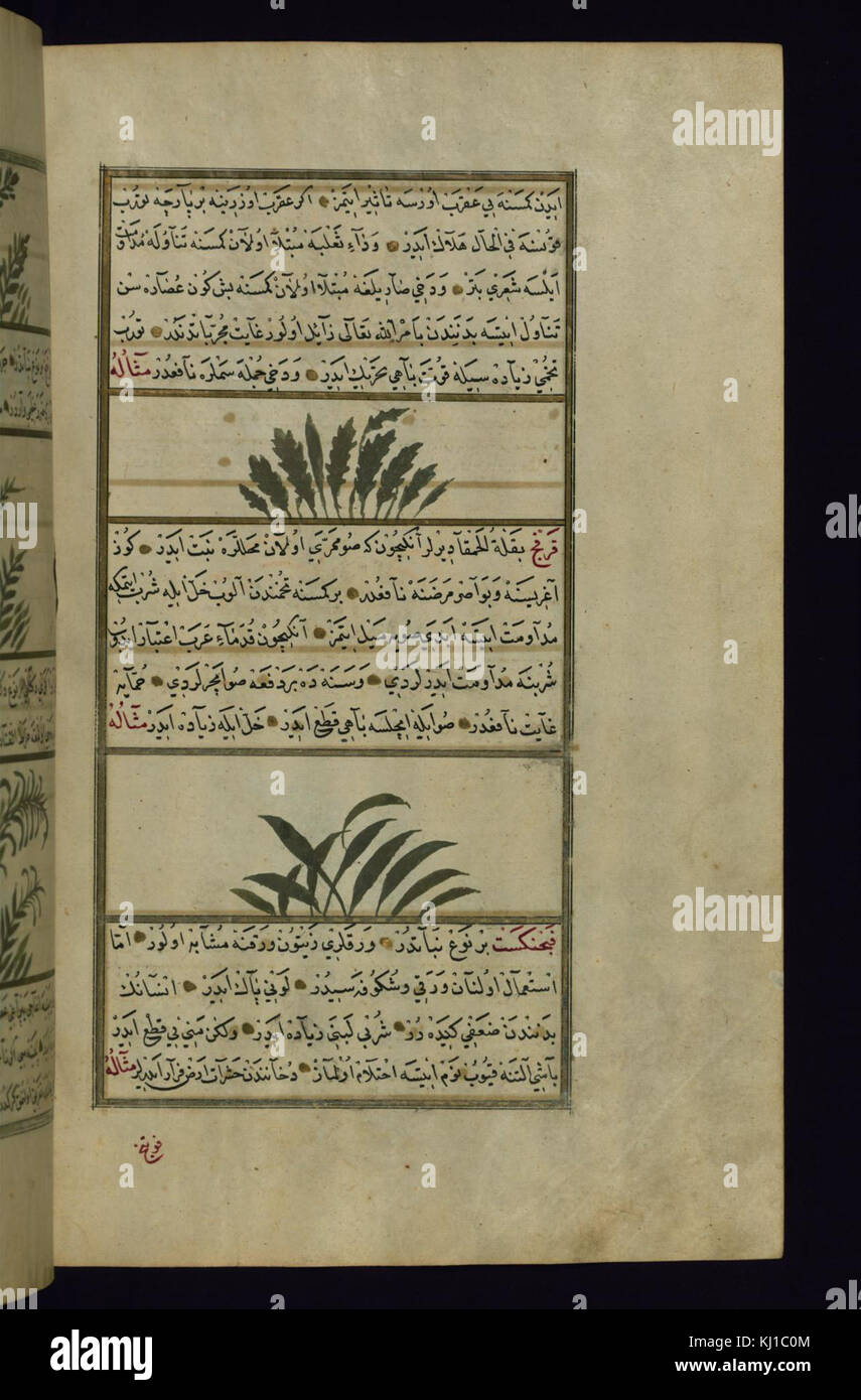 Muhammad ibn Muhammad Shakir Ruzmah-'i Nathani - Radish and a Plant ...
