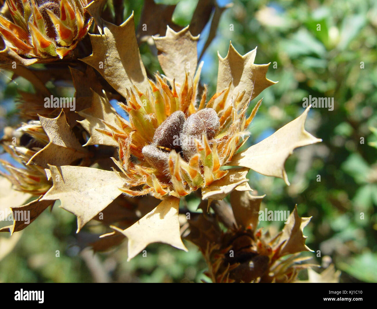 Native seed pods on dead bush edgewater Stock Photo - Alamy