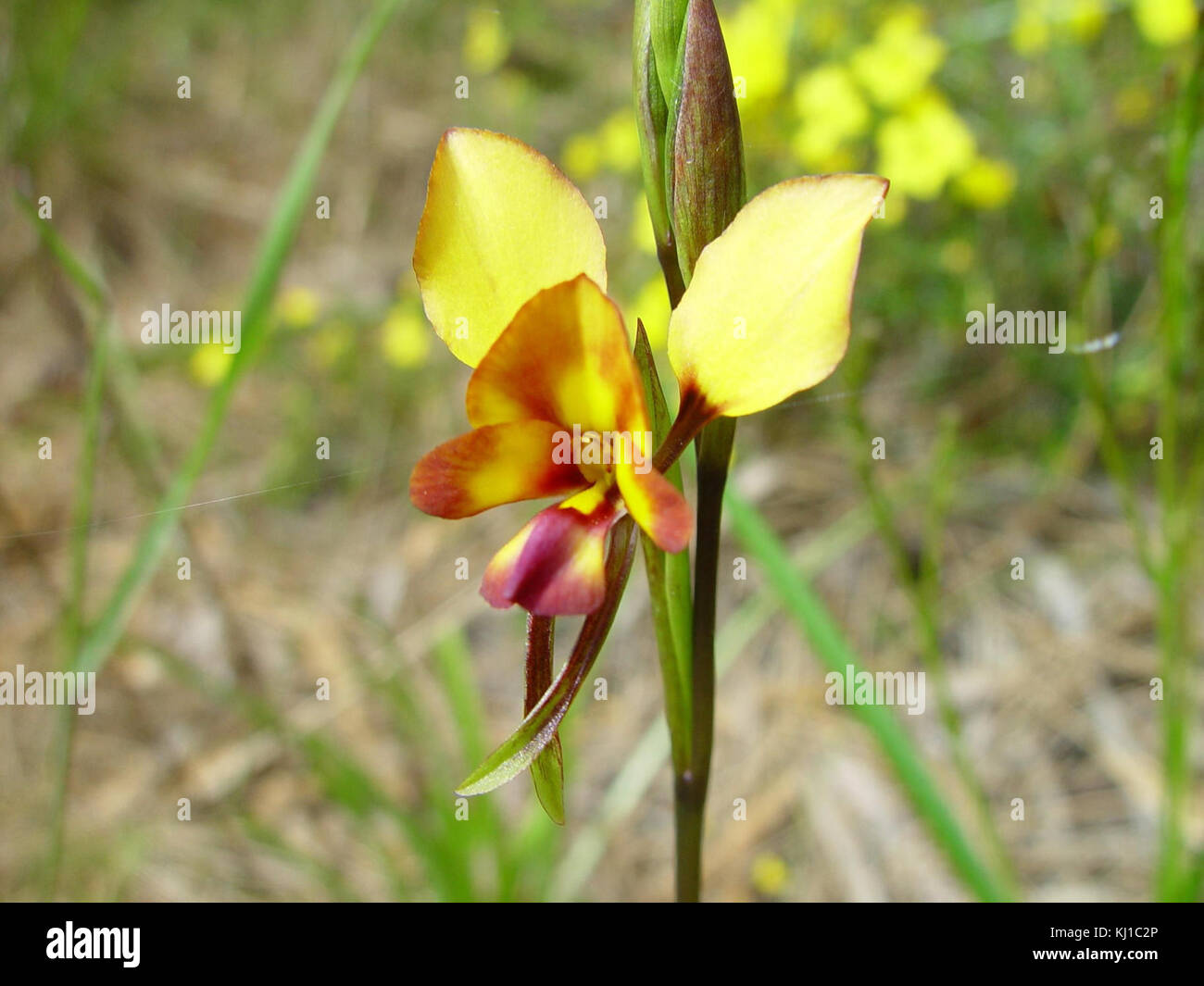 Native orchid flowers plants Stock Photo - Alamy