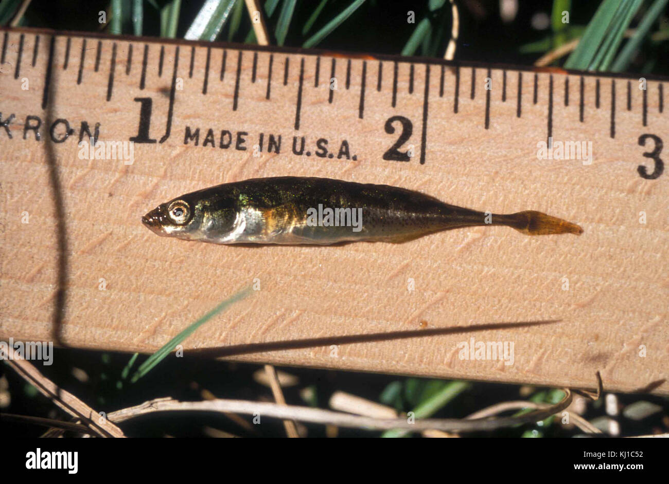 Ninespine stickleback fish Stock Photo - Alamy