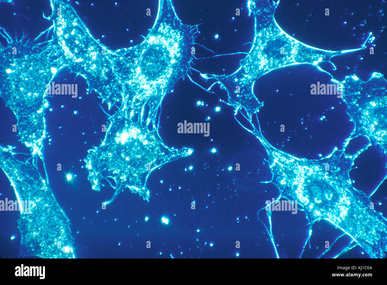 Normal cells (1 Stock Photo - Alamy