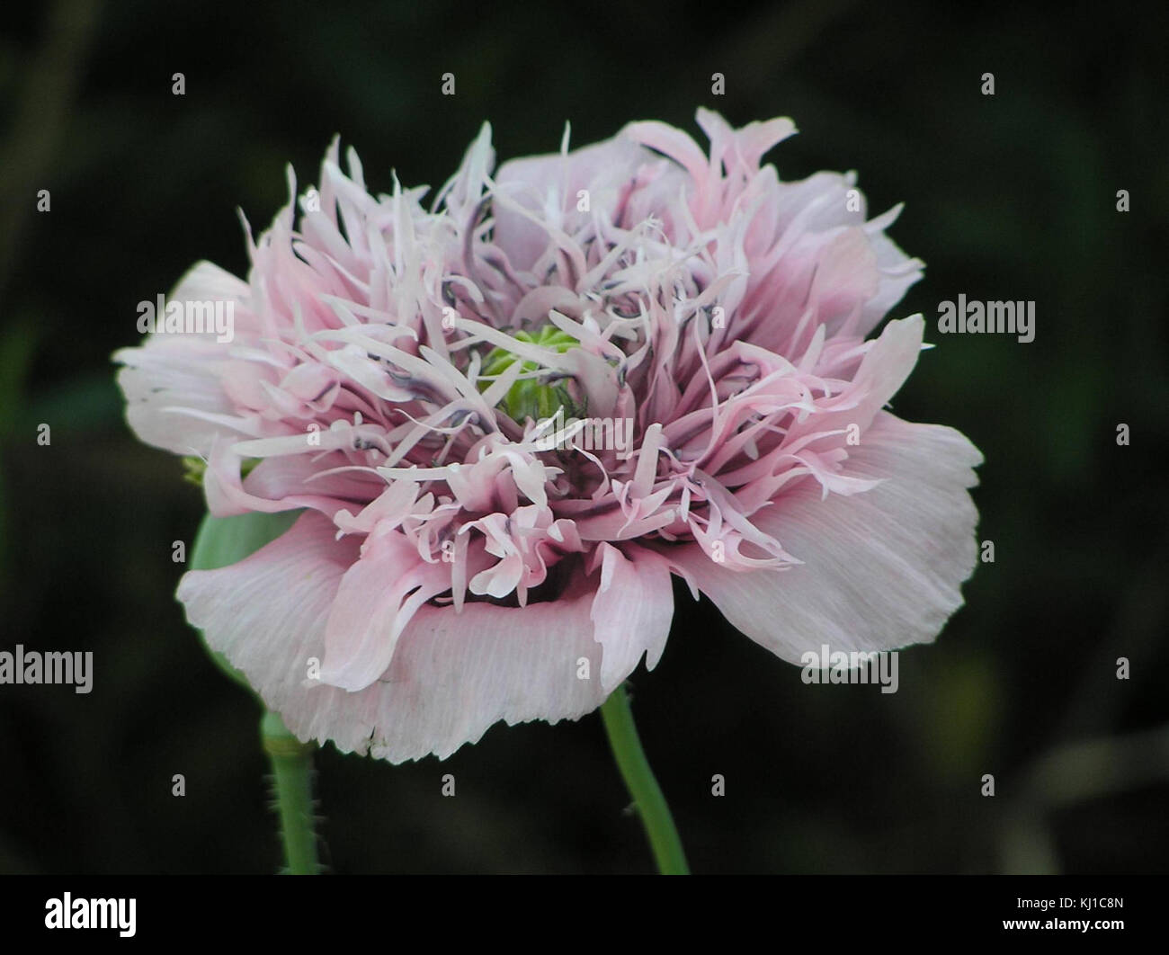 Opium poppy flower Stock Photo - Alamy