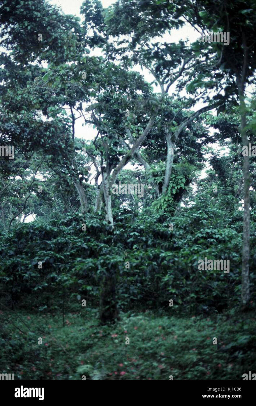 Canopy of a traditional shade coffee plantation in Guatemala Stock ...