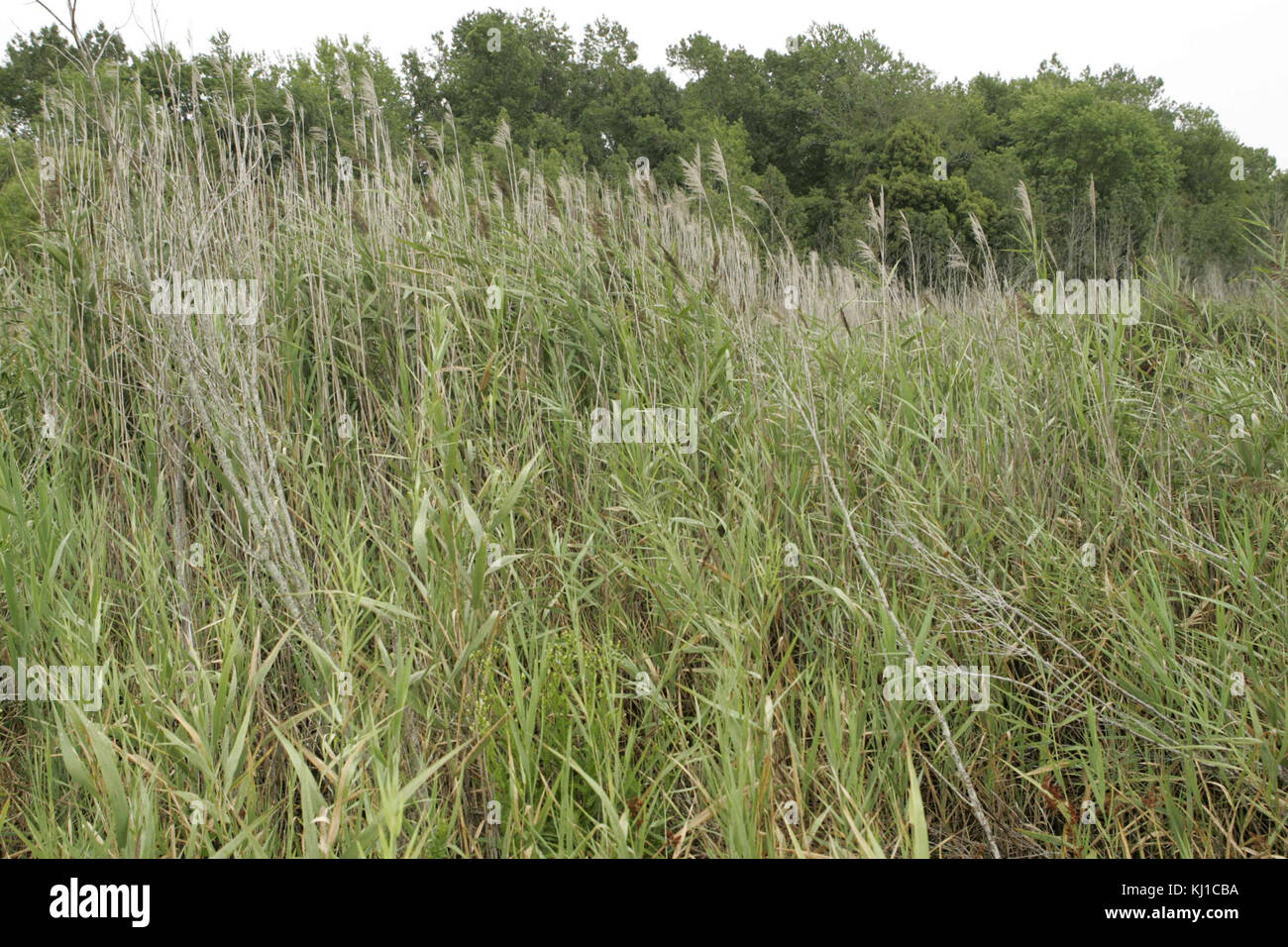 Native Phragmites