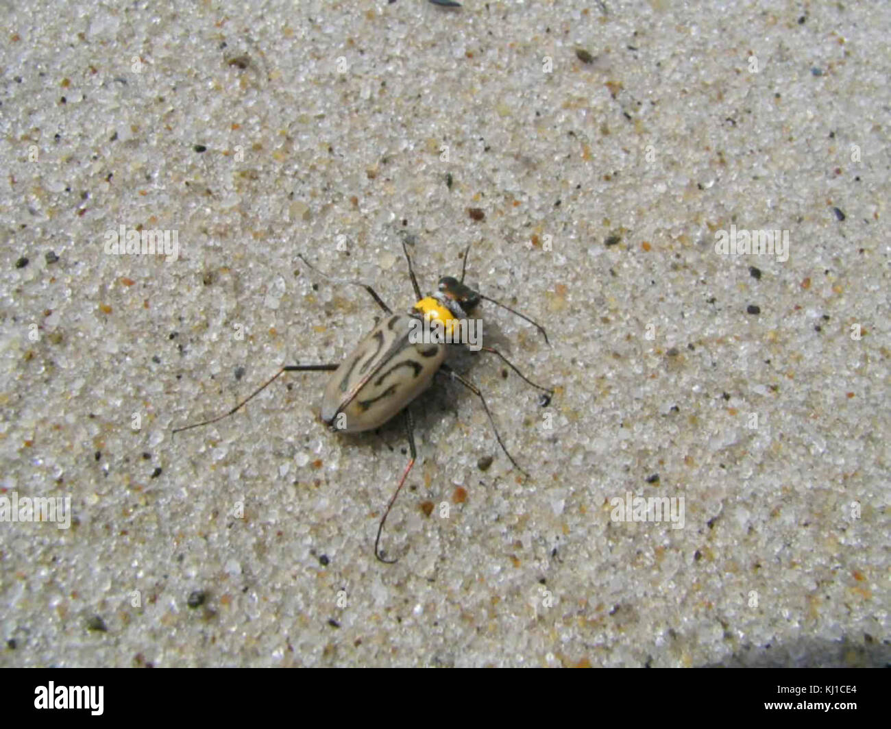 Northeast Beach Tiger Beetle