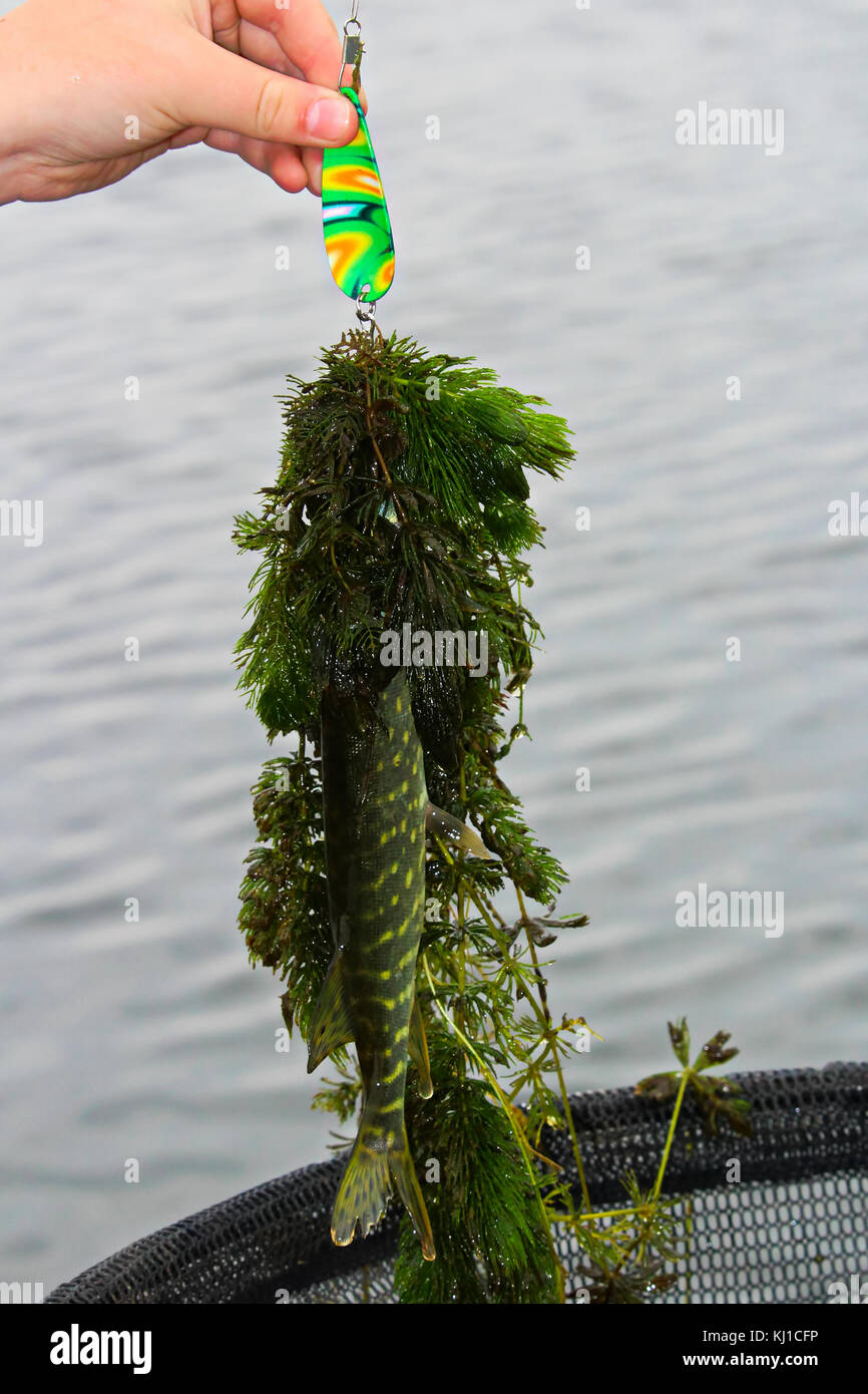A tiny pike brought in with a pile of weeds Stock Photo - Alamy