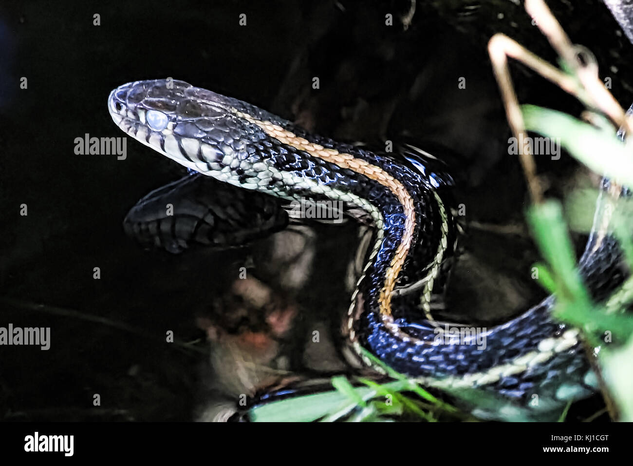 Closeup of a garter snake head with its' reflection in water Stock ...