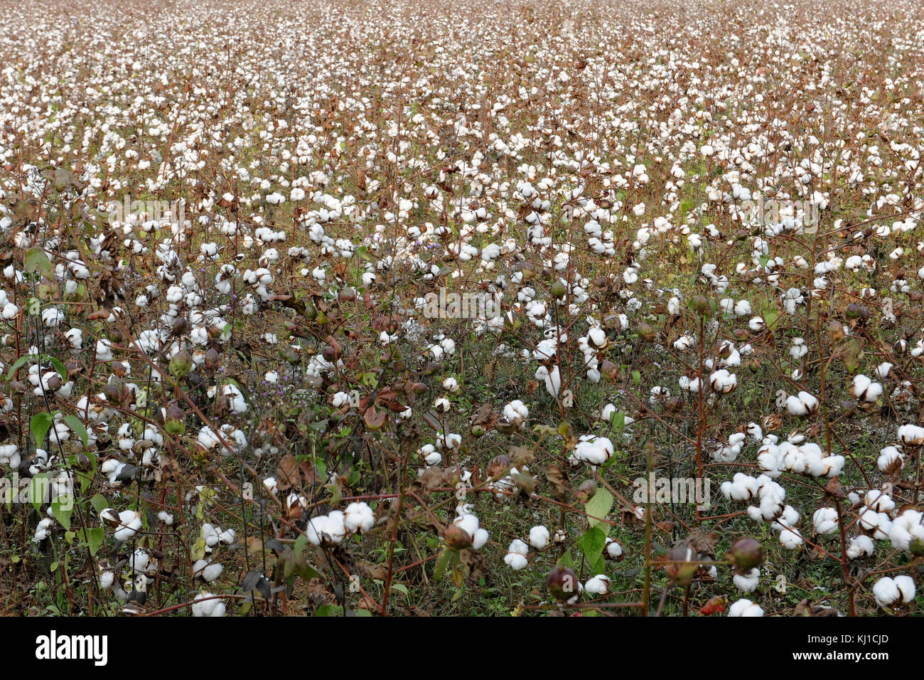 GAZIPUR, BANGLADESH - NOVEMBER 20, 2017: Cotton field at Gazipur, near ...