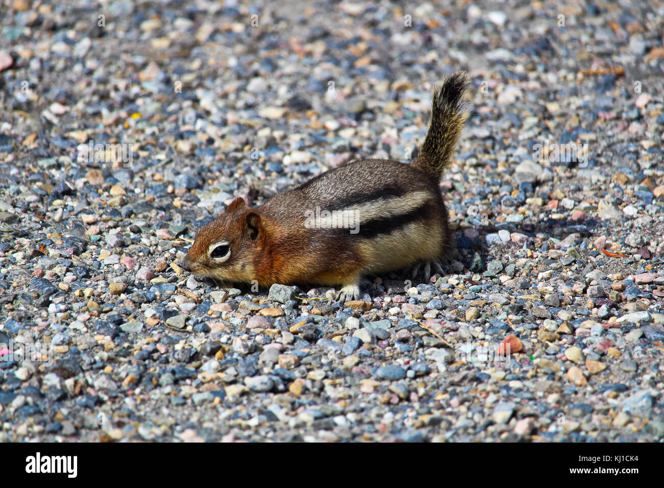 Scurrying squirrel hi-res stock photography and images - Alamy