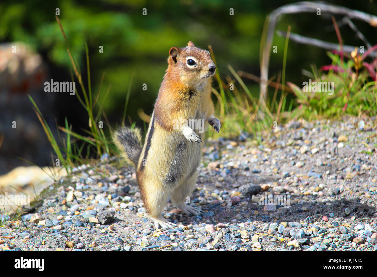 A Golden Mantled Ground Squirrel standing up Stock Photo - Alamy