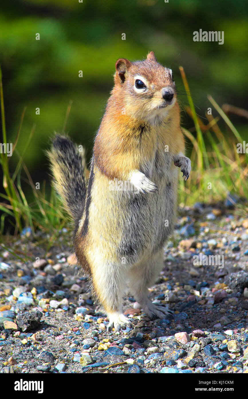 Closeup of a Golden Mantled Ground Squirrel standing up Stock Photo - Alamy