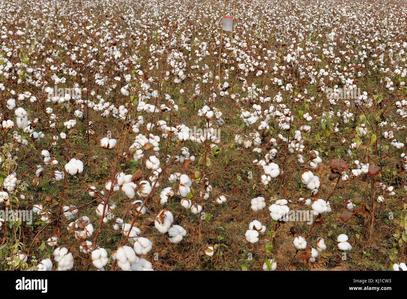 GAZIPUR, BANGLADESH - NOVEMBER 20, 2017: Cotton field at Gazipur, near ...