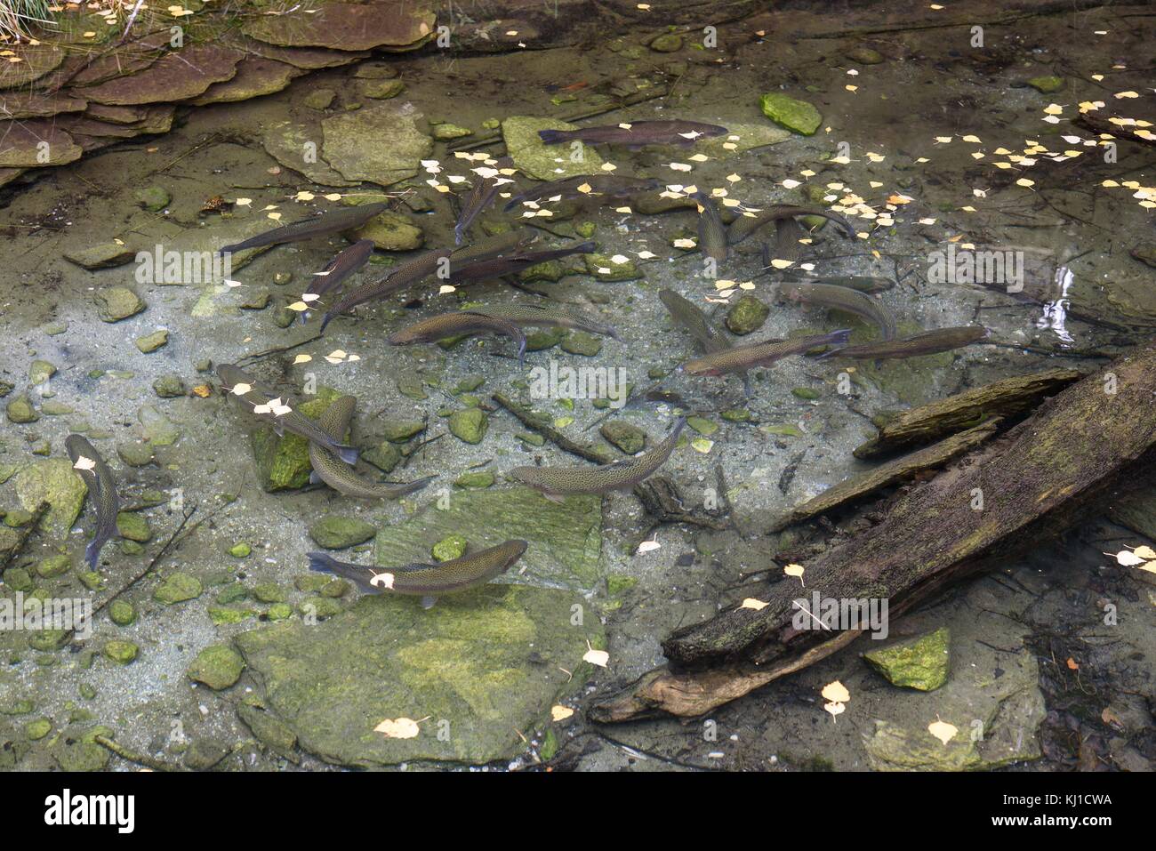 Growing ecologically pure trout Stock Photo - Alamy