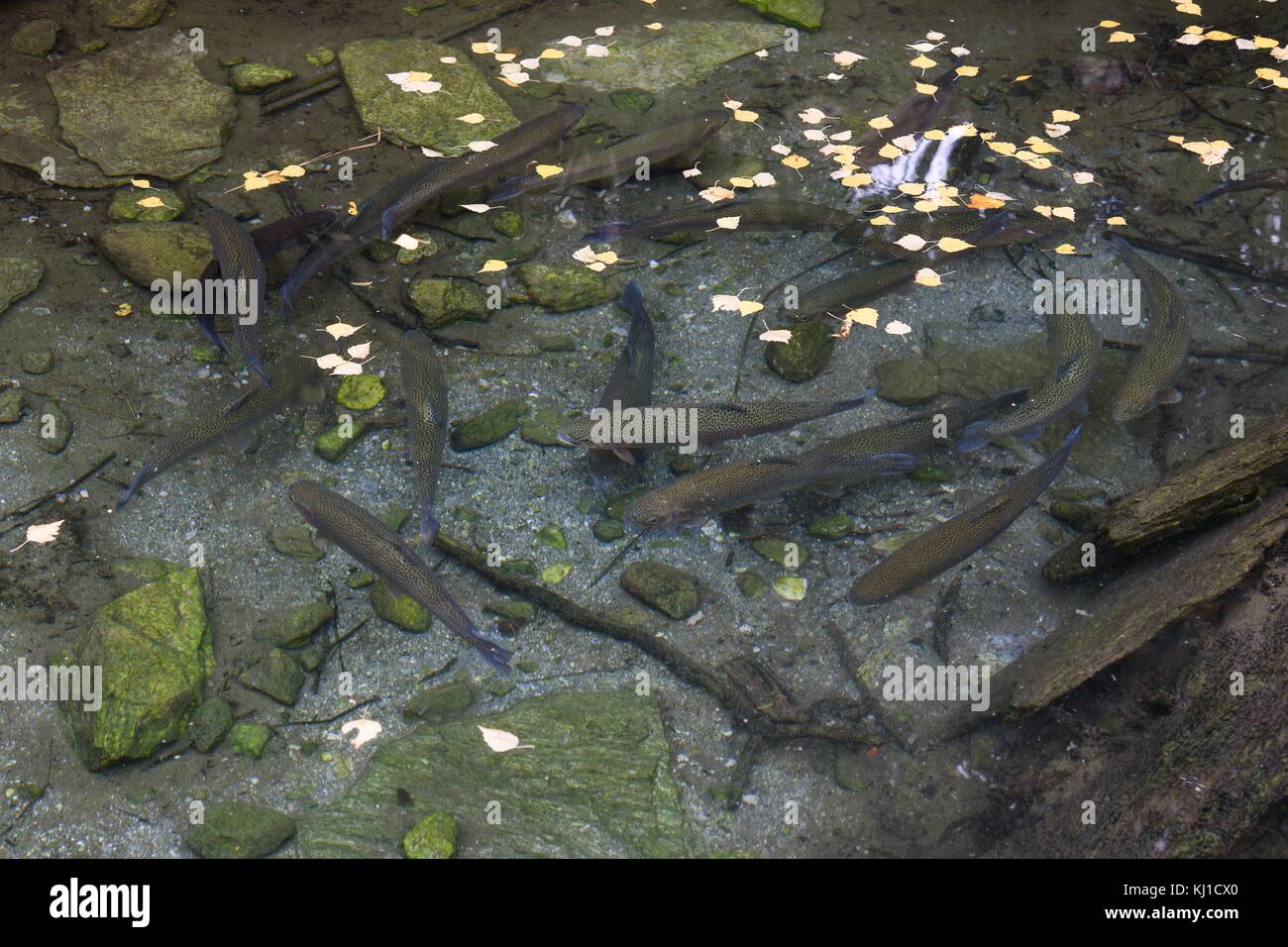 Growing ecologically pure trout Stock Photo - Alamy