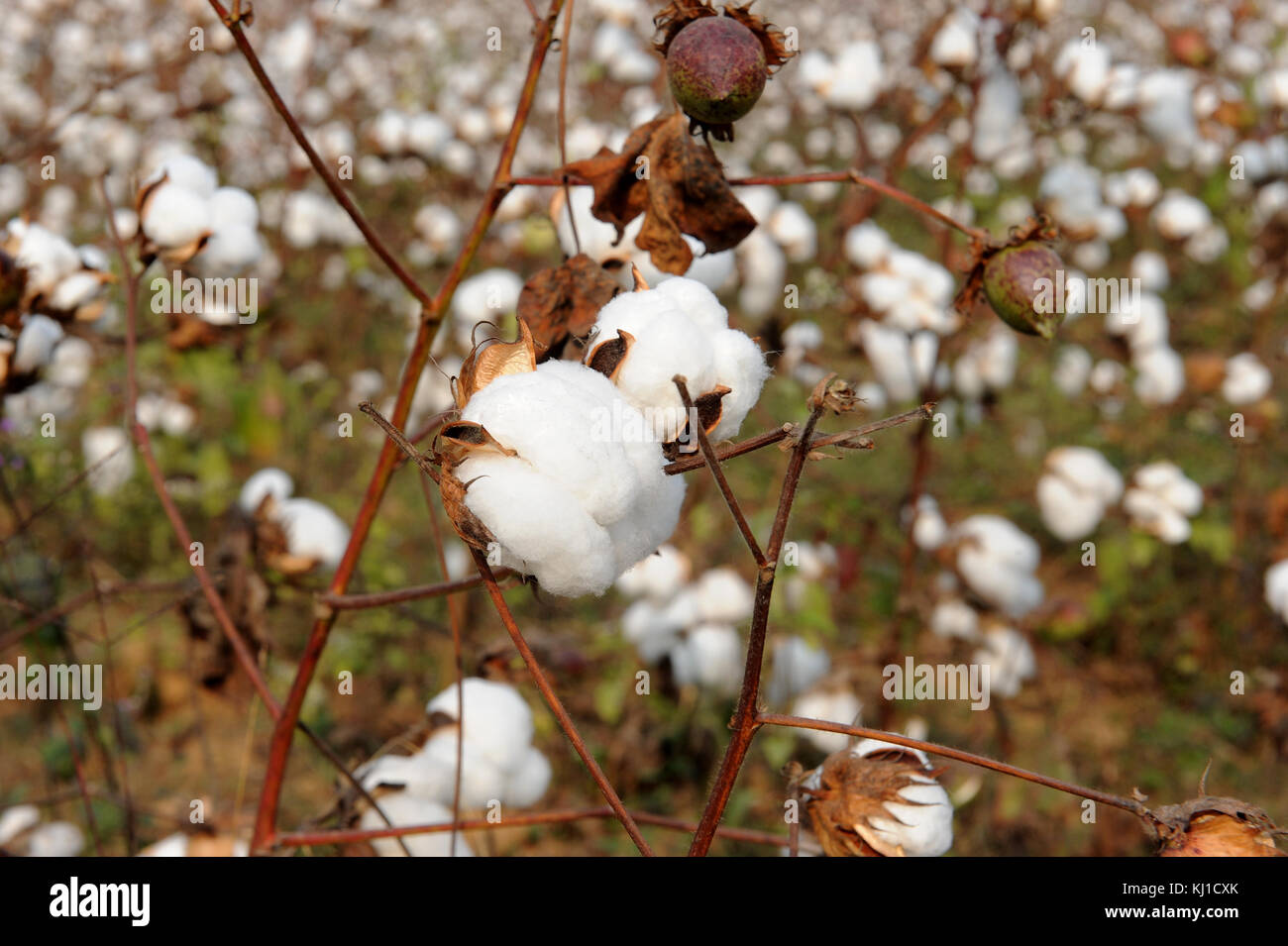 Gazipur dhaka hi-res stock photography and images - Alamy