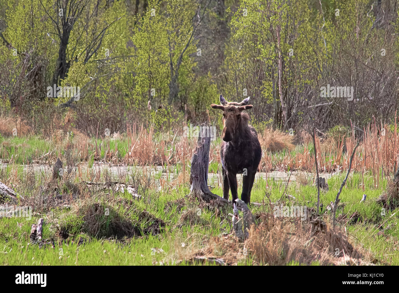 A young bull moose standing in a swampy area Stock Photo - Alamy