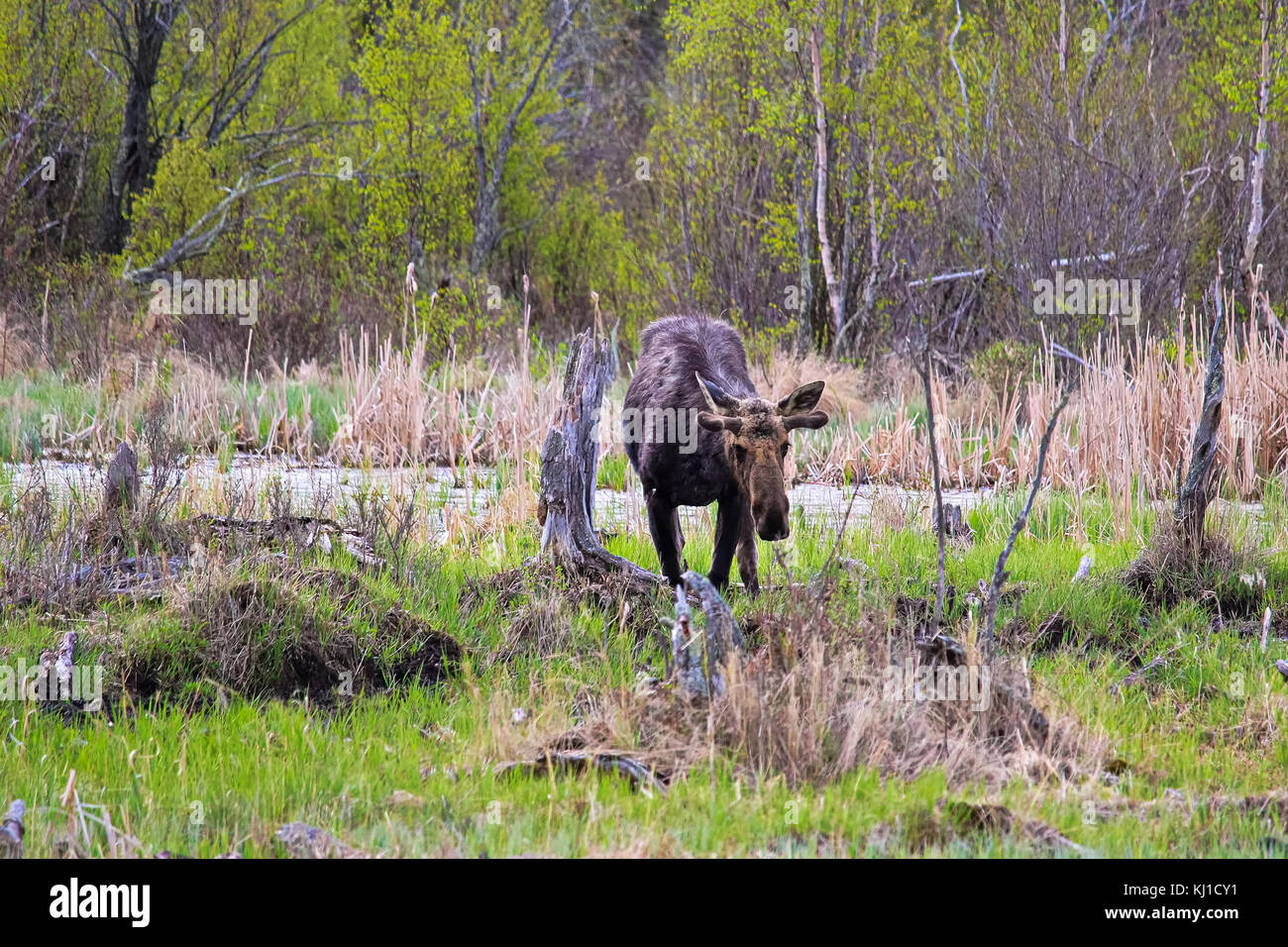 A young bull moose in spring eating Stock Photo - Alamy