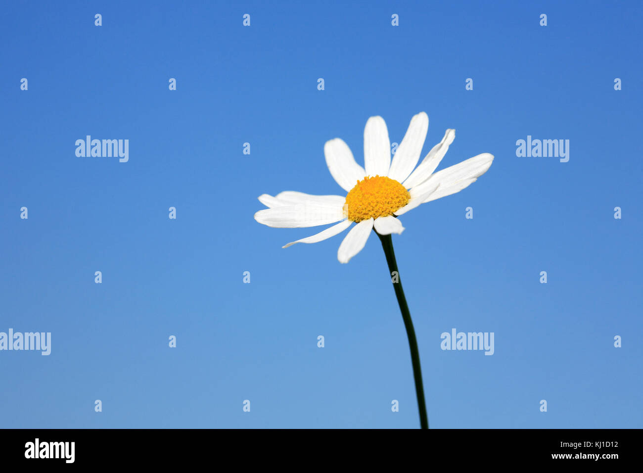 One daisy flower on background with blue sky Stock Photo - Alamy