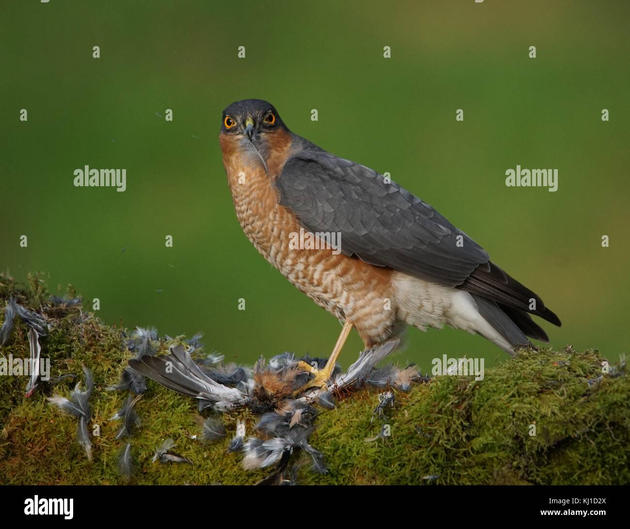 Sparrowhawk and Feathers Stock Photo - Alamy