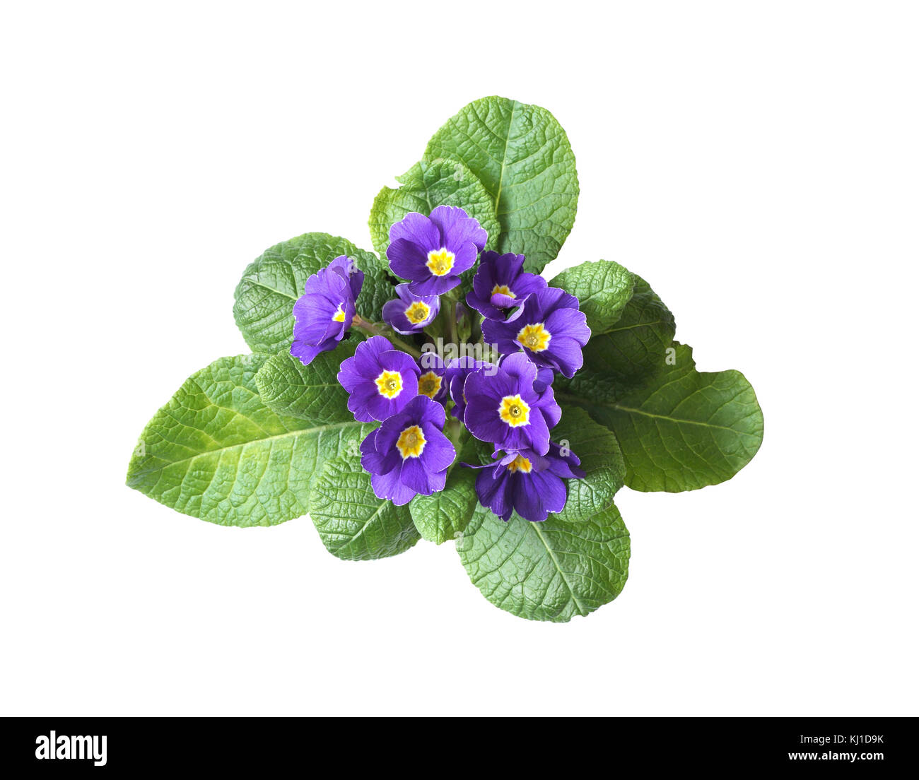 Nice violet flower isolated on white background with clipping path ...