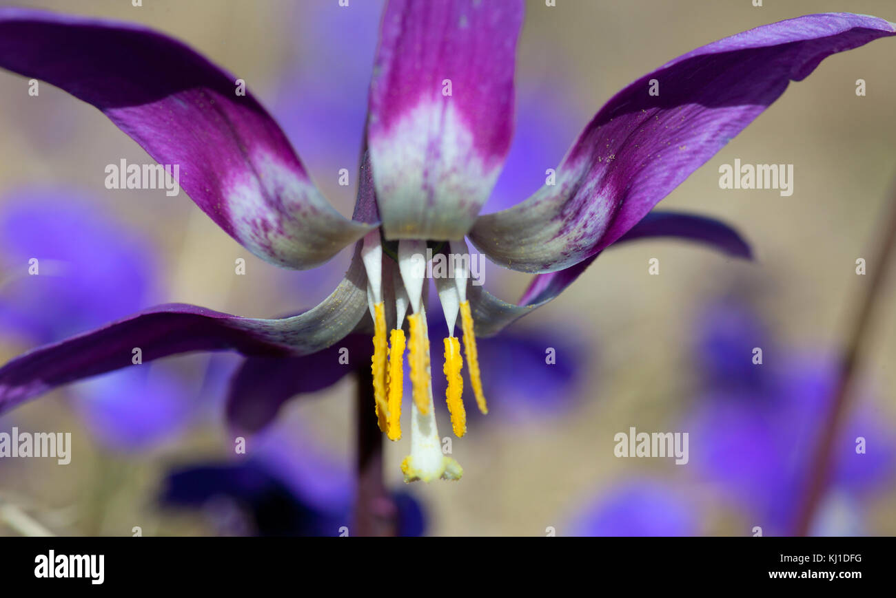 Mayflower. Erythŕonium beautiful flower spring forest Stock Photo - Alamy