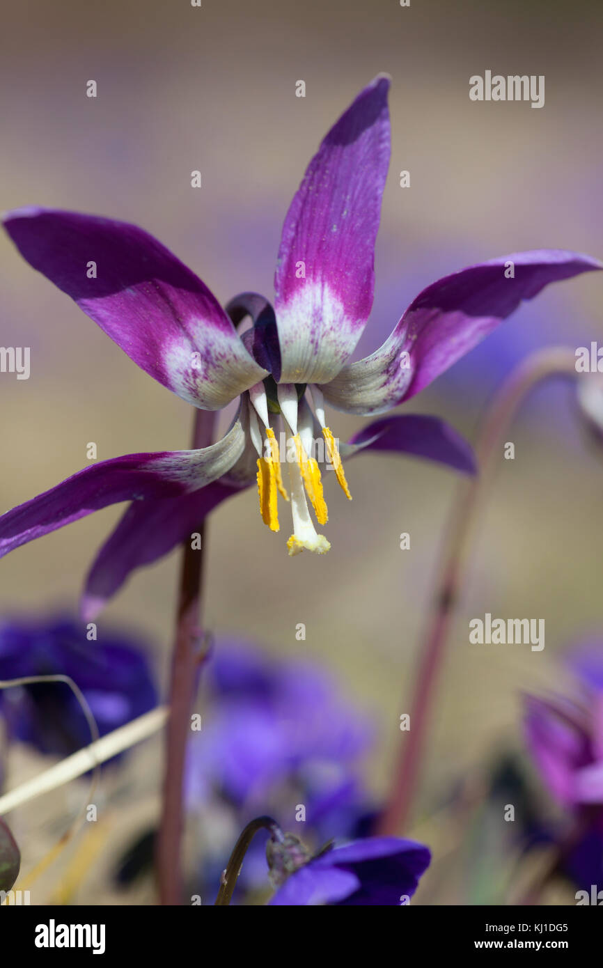 Mayflower. Erythŕonium beautiful flower spring forest Stock Photo - Alamy