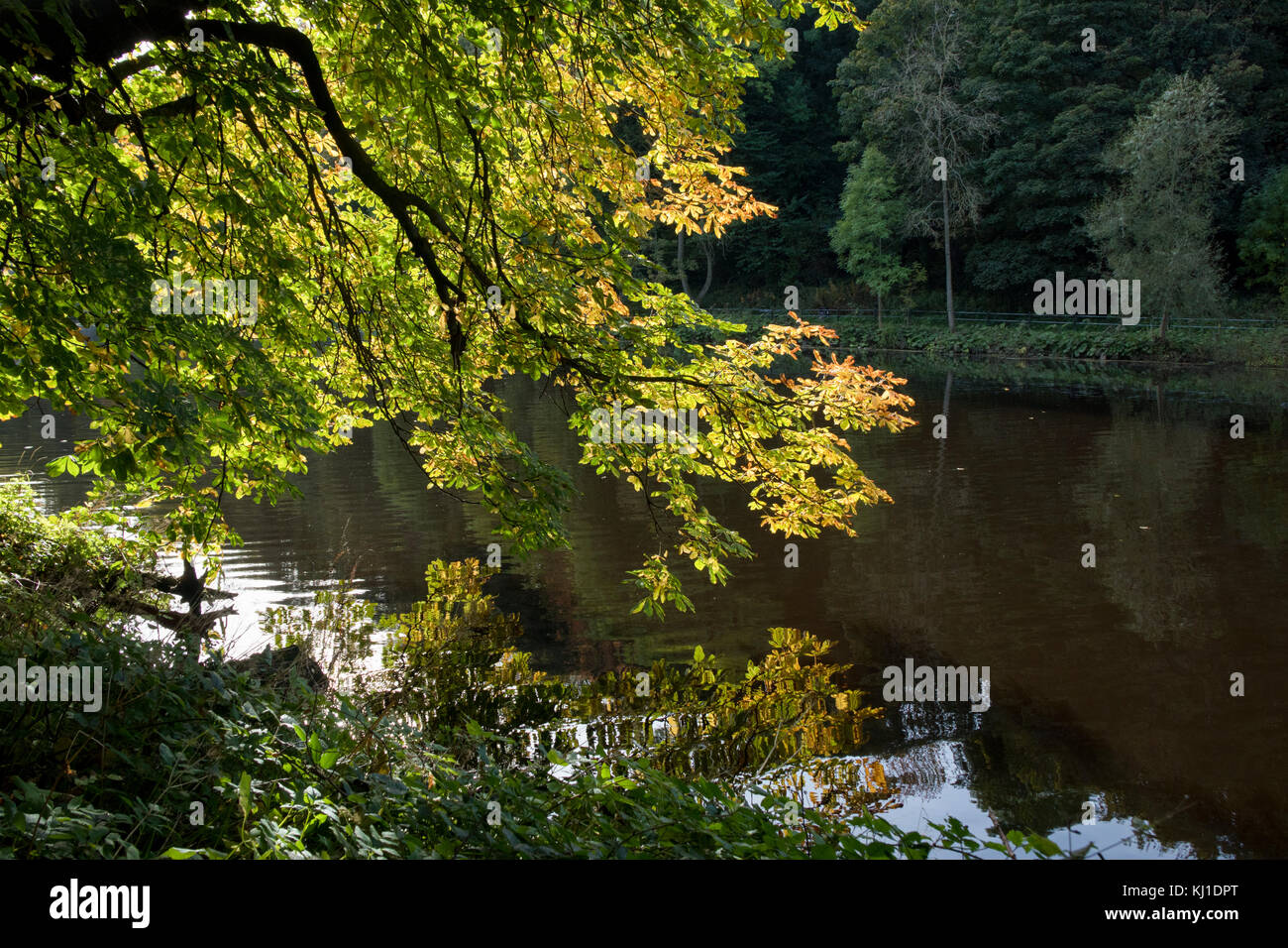 Trees overhanging River Wear in autumn sunlight Stock Photo - Alamy