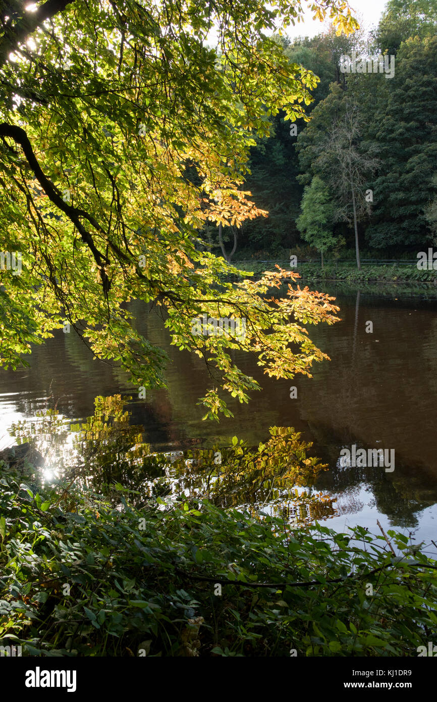 Trees overhanging River Wear in autumn sunlight Stock Photo - Alamy