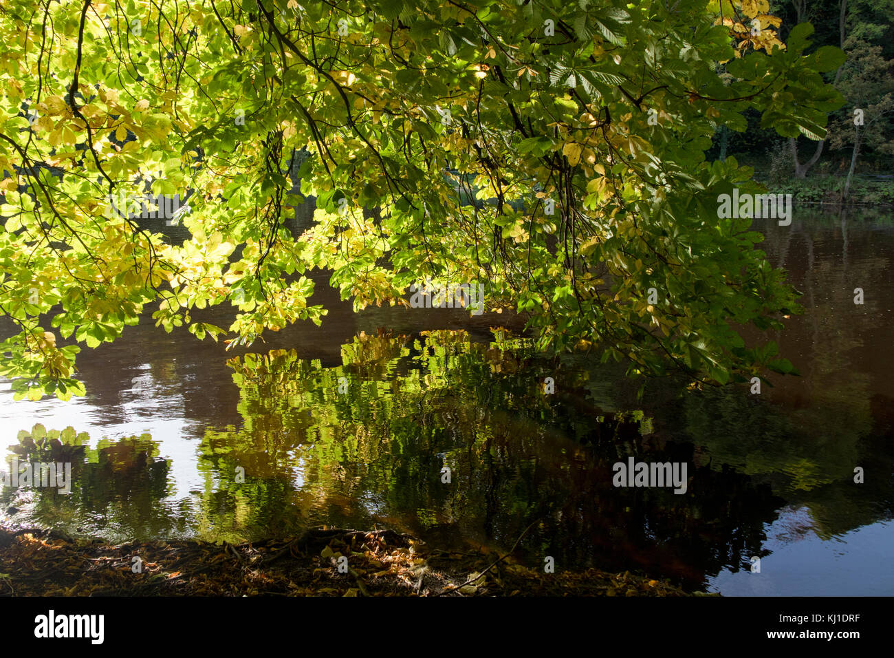 Tree overhanging river hi-res stock photography and images - Alamy