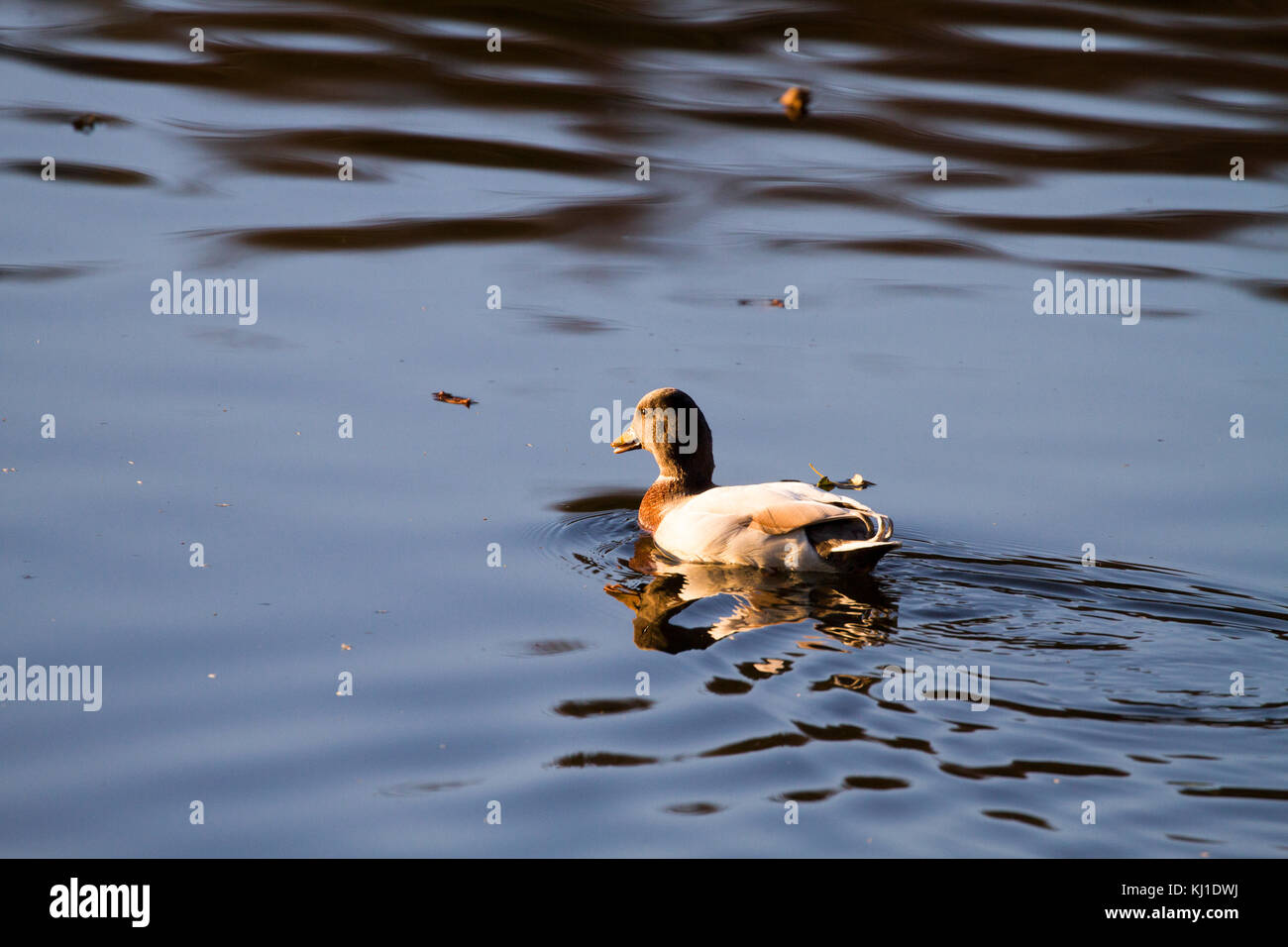 Hybrid mallard duck on water Stock Photo - Alamy