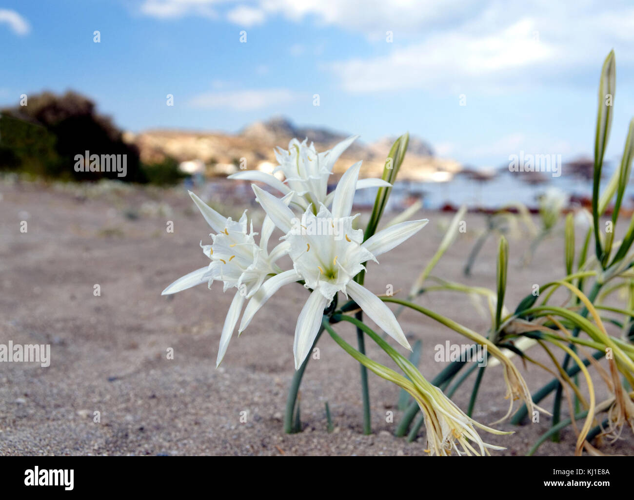 Sea Daffodil Pancratium maritimum, Stegna Beach, Archangelos, Rodes ...