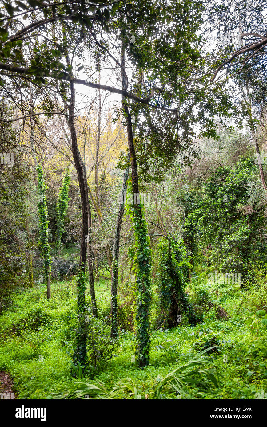 beautiful big trees in small forest Stock Photo - Alamy