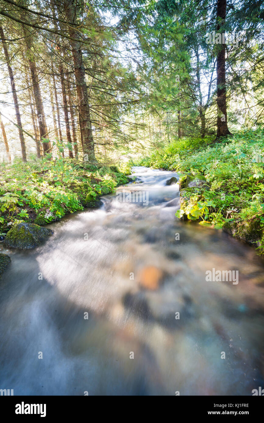 fast flowing stream in spruce forest Stock Photo - Alamy