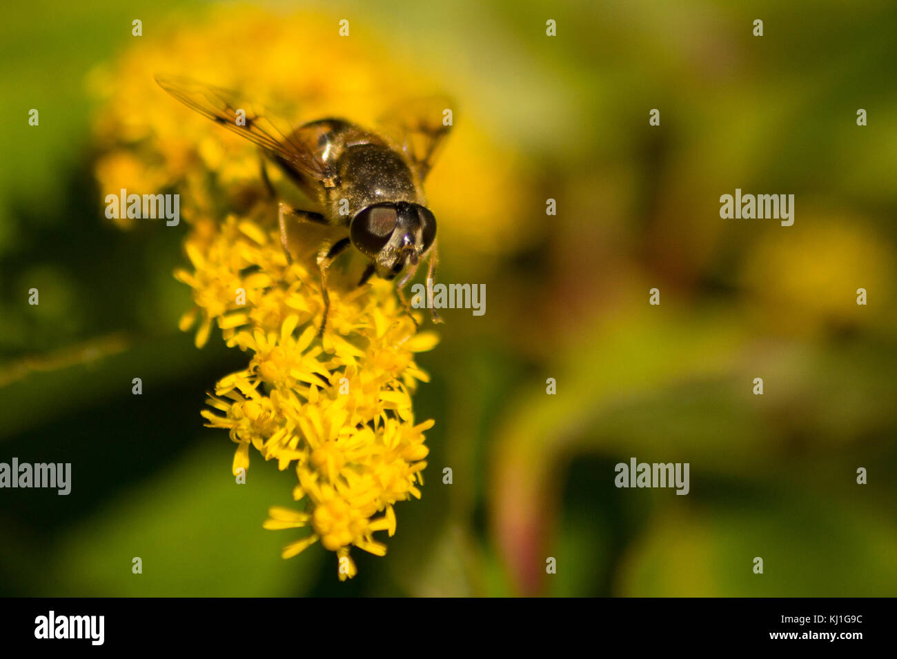 bugs on yellow flowers Stock Photo - Alamy