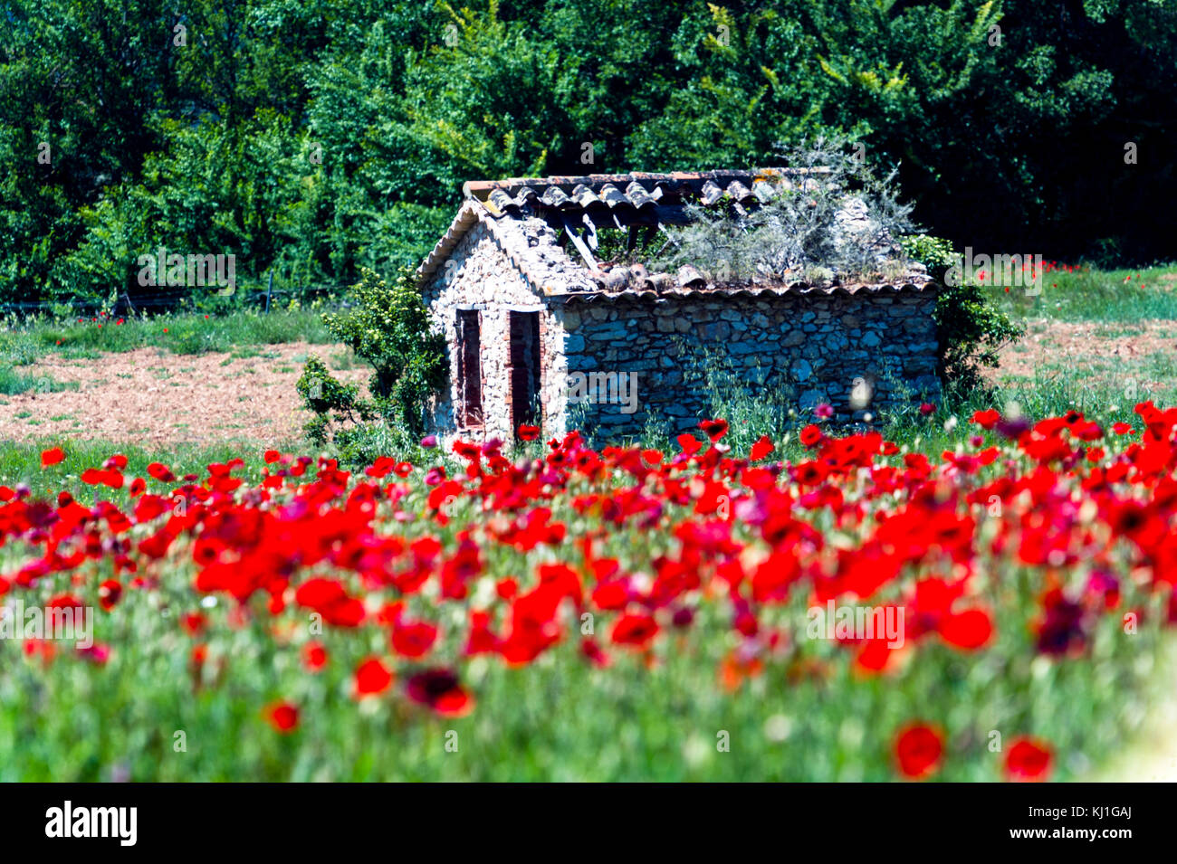 Europe. France. Provence. Cabanon in a Field of Poppy Stock Photo - Alamy