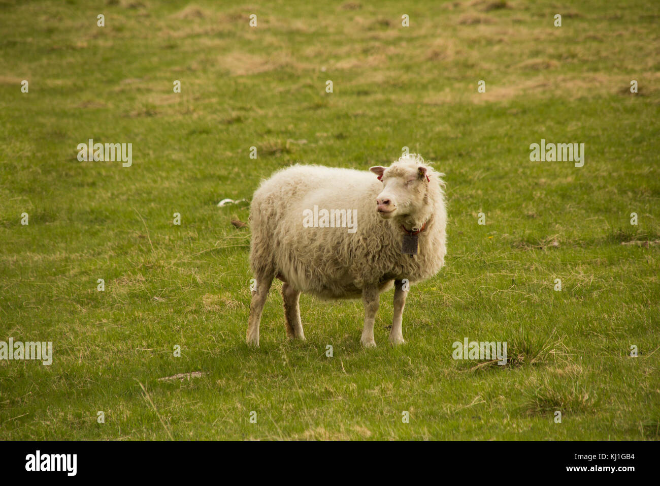 sheep on grass Stock Photo - Alamy