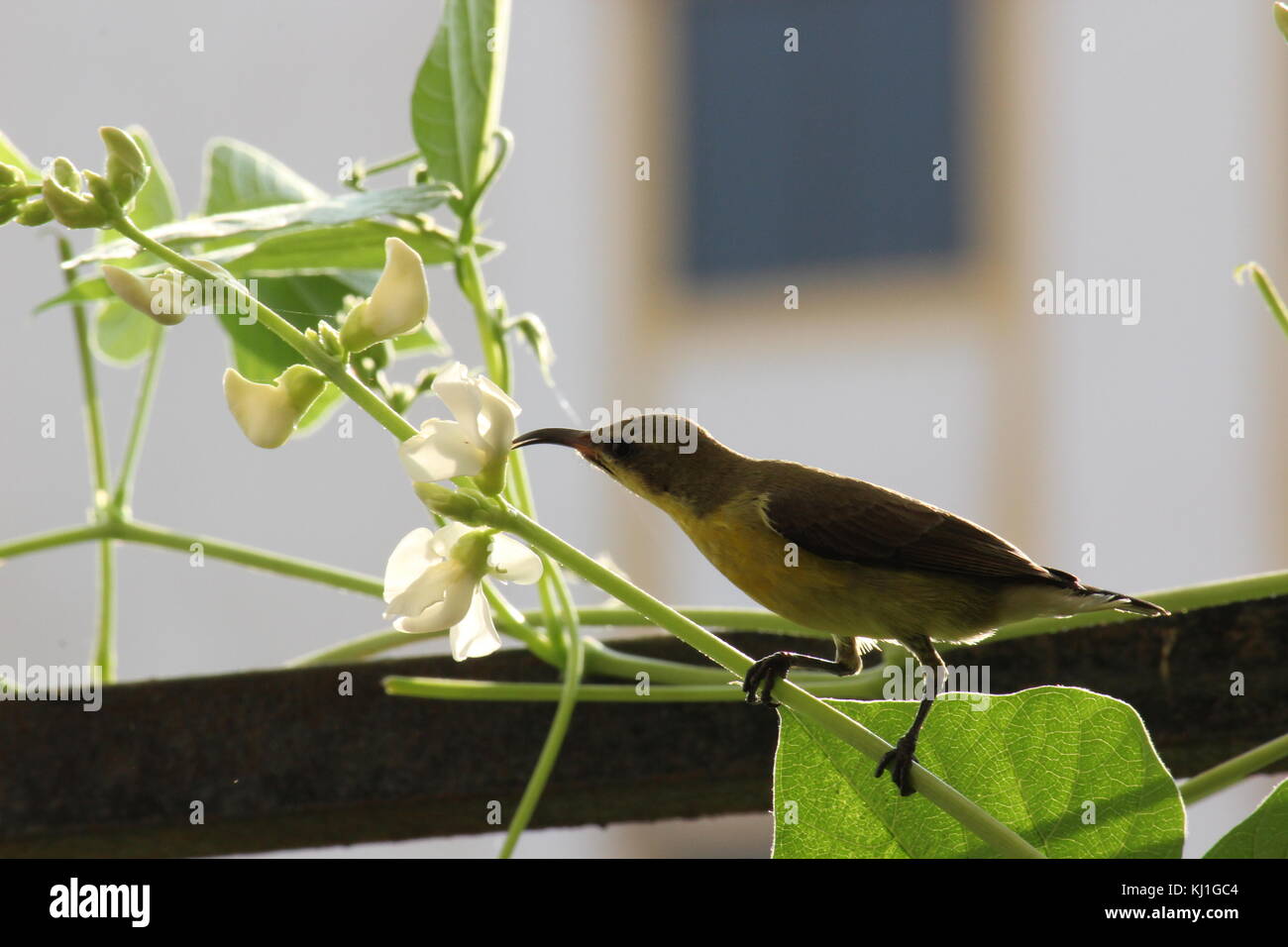 Indian sunbird hi-res stock photography and images - Alamy