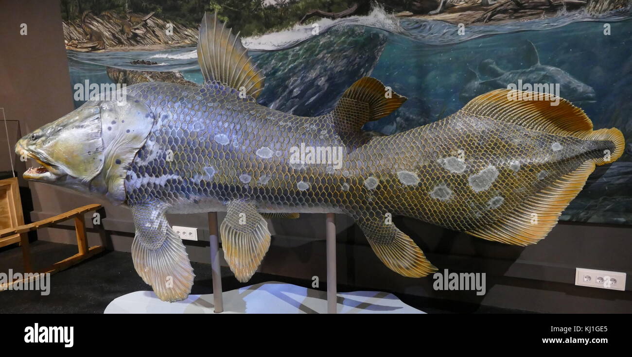 Mawsonia lavocati hi-res stock photography and images - Alamy