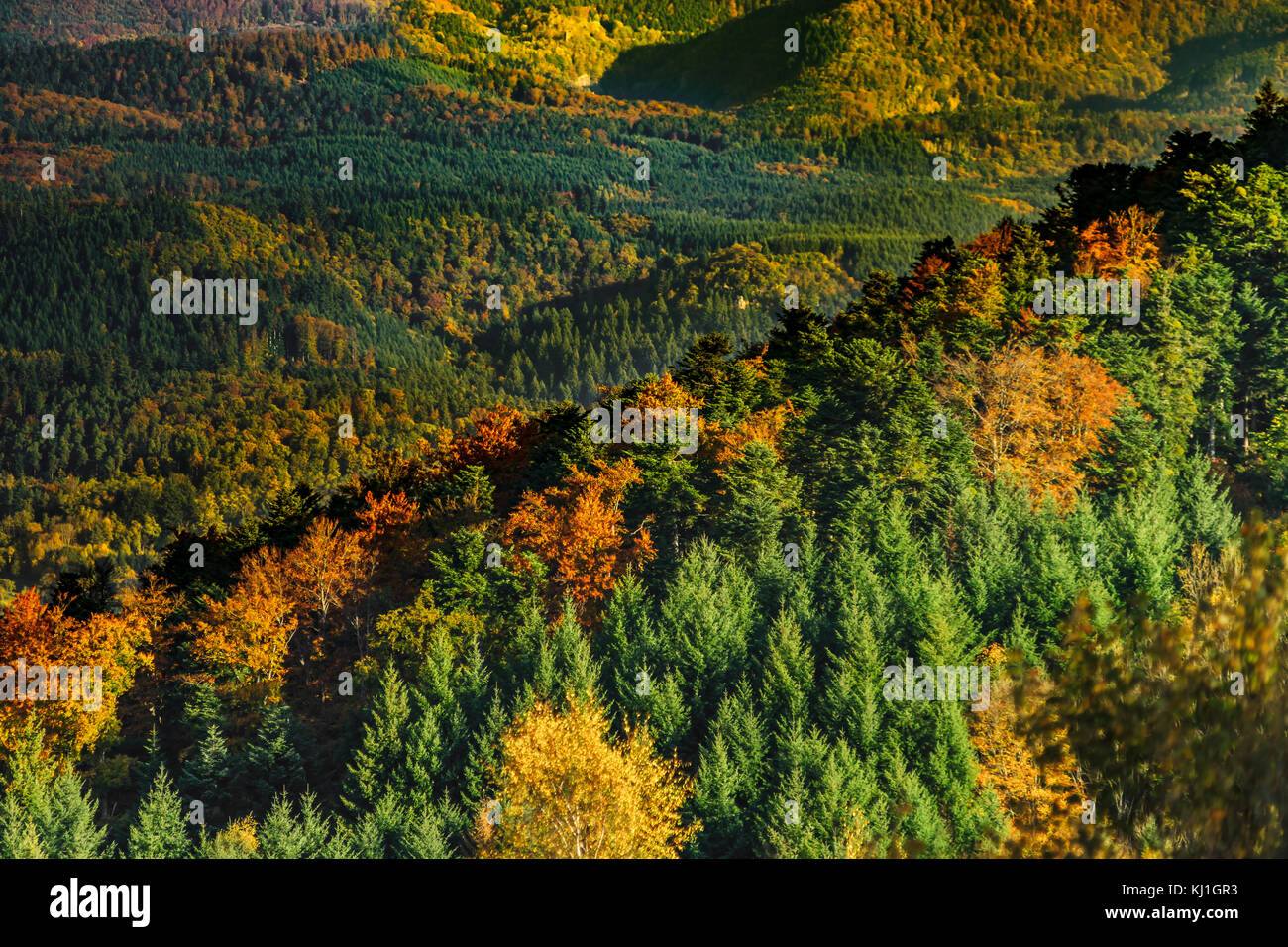 Colorful autumnal forests in Alsace, France, seasonal specific, natural ...