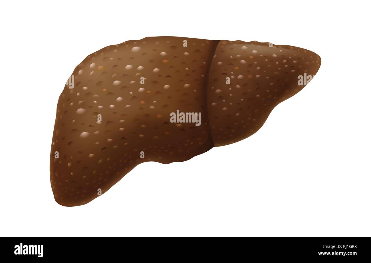 Human Liver Stock Photos & Human Liver Stock Images - Alamy