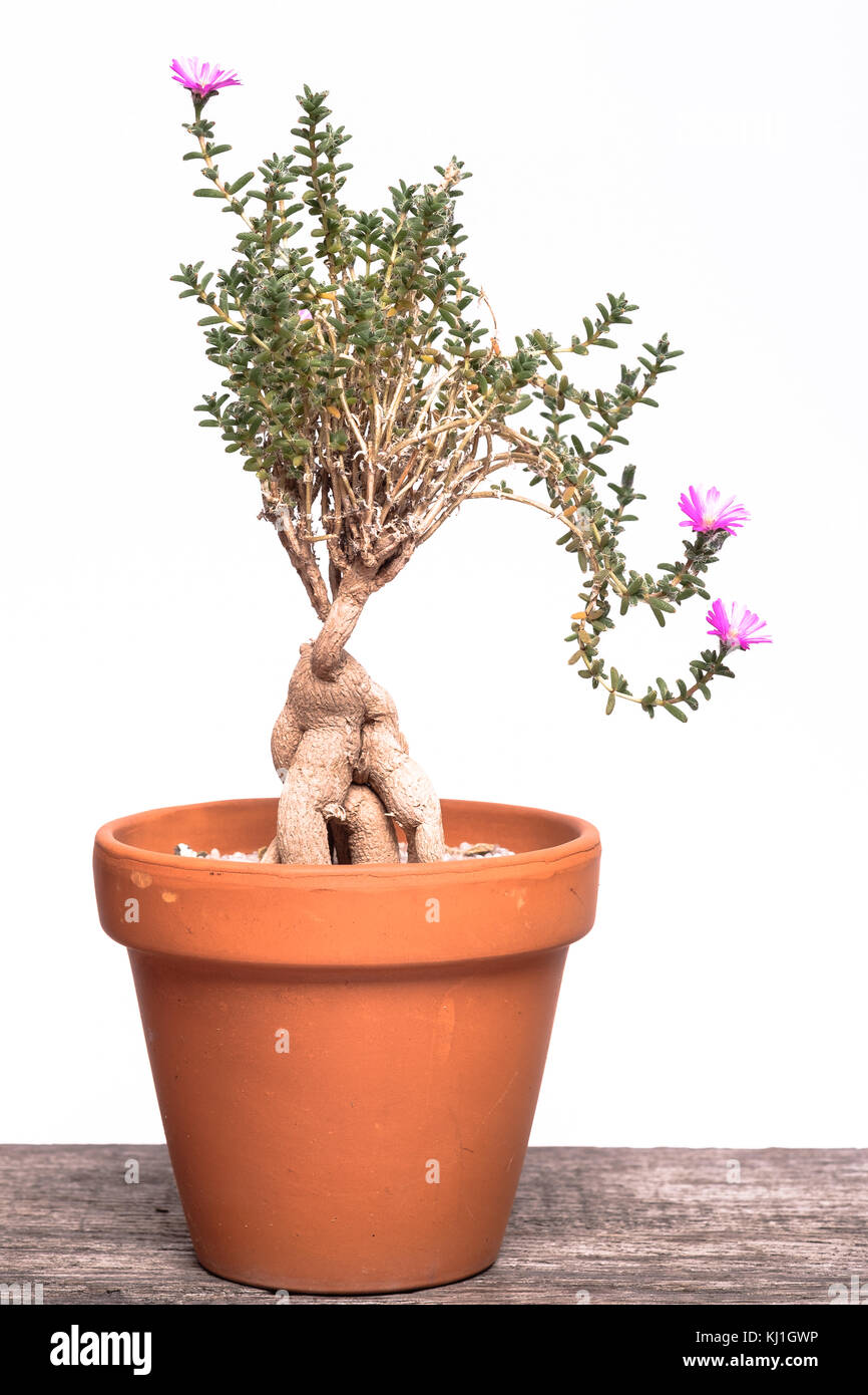 Sukkulent plant Trichidiadema bulbosum with violet flowers in a orange ...