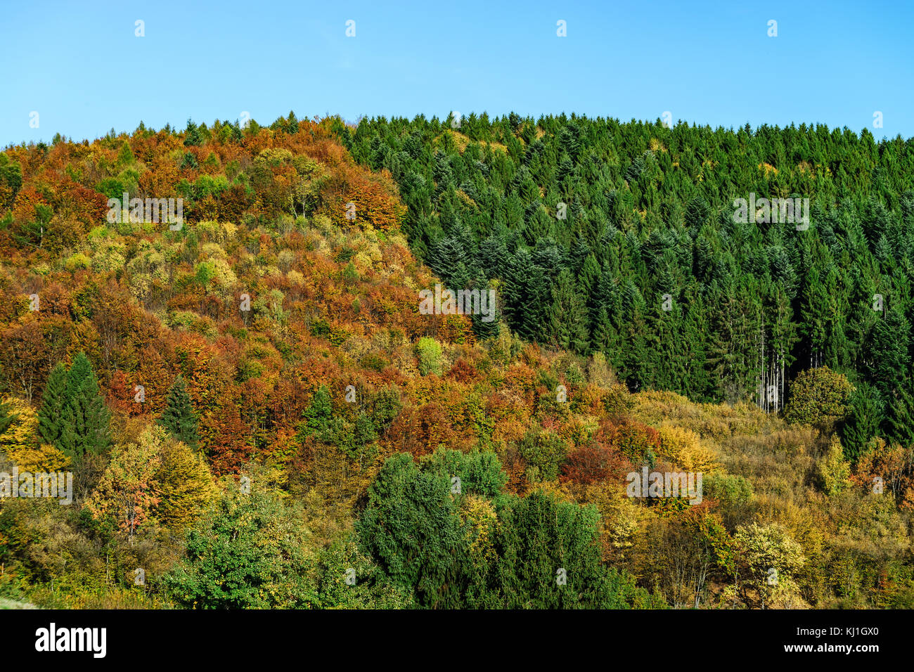 Colorful autumnal forests in Alsace, France, seasonal specific, natural ...