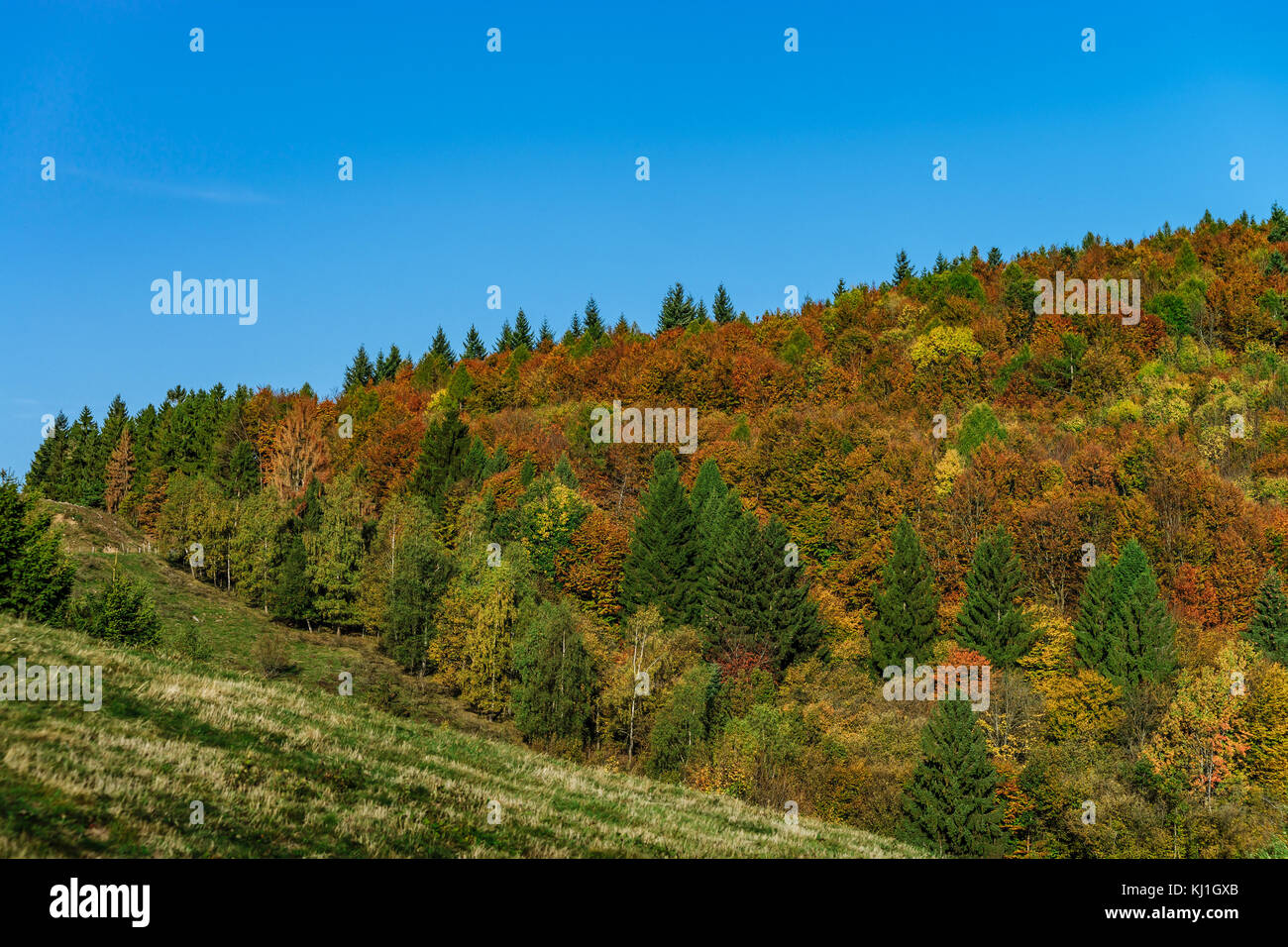 Colorful autumnal forests in Alsace, France, seasonal specific, natural ...