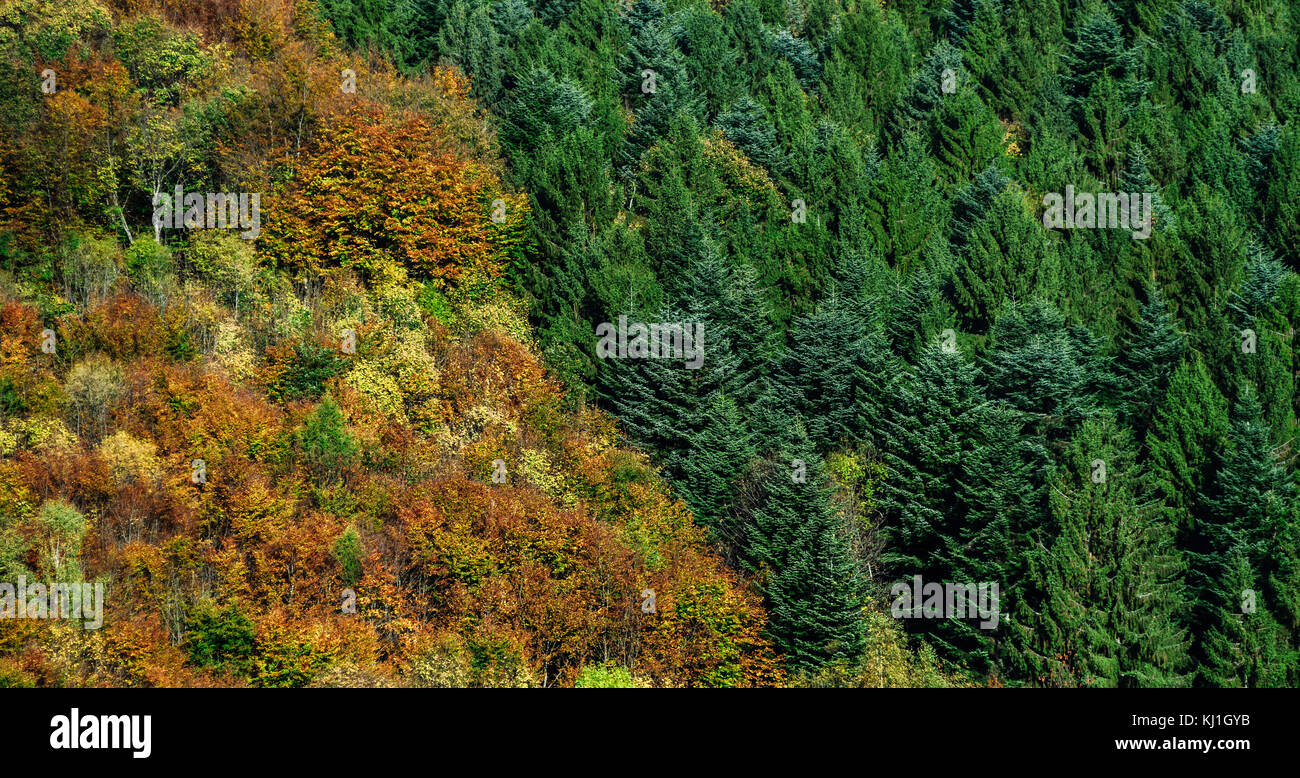 Colorful autumnal forests in Alsace, France, seasonal specific, natural ...
