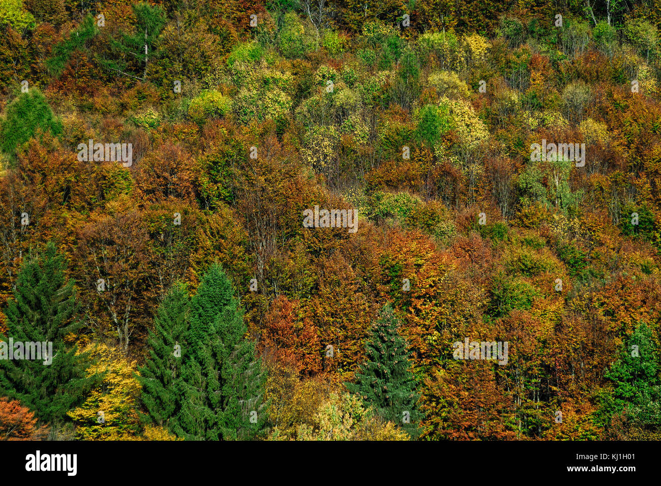 Colorful autumnal forests in Alsace, France, seasonal specific, natural ...