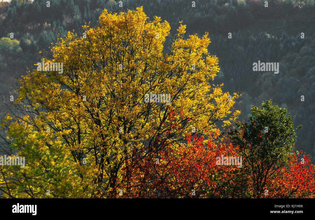 Colorful autumnal forests in Alsace, France, seasonal specific, natural ...